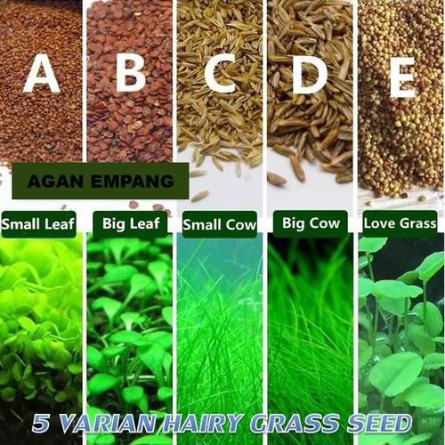 Jual BIBIT BENIH RUMPUT TANAMAN HAIR GRASS AQUASCAPE AQUARIUM / CARPET ...