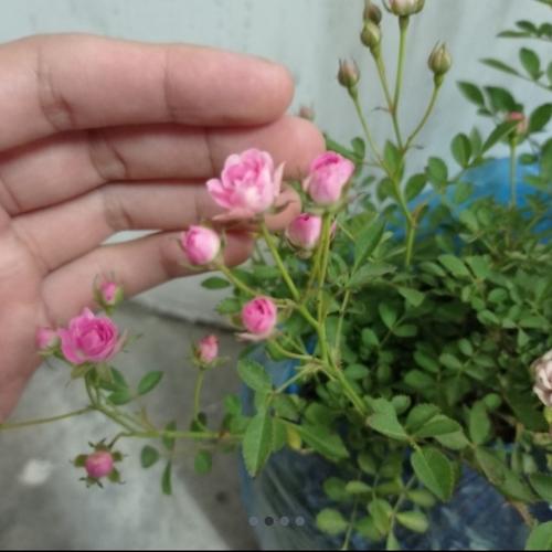 Jual Bunga Mawar Mini / Baby Rose / Mawar Minion - Kab. Bandung Barat - Sahara Plants Shop ...