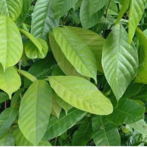 Jual DAUN DUKU SEGAR / DAUN LANGSAT LANGSUNG PETIK - 500 gram - Kab ...