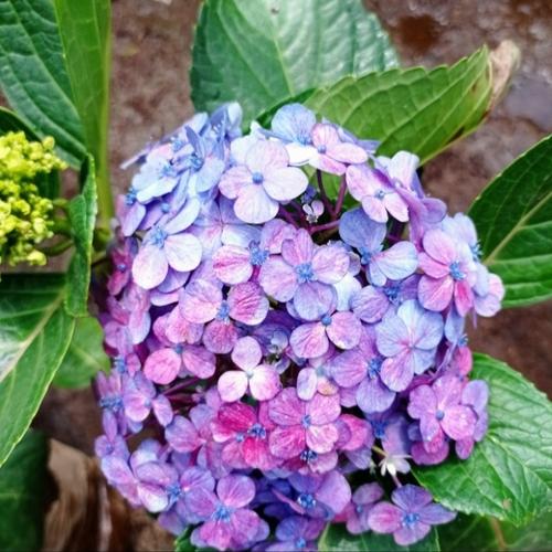 Jual Bunga Hydragea Hortensia / Bunga Panca Warna / Bunga Bokor ...