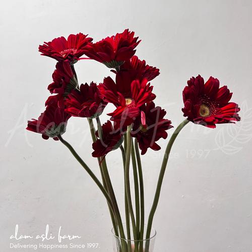 Jual Bunga Potong Garbera Segar Warna Merah 1ikat, Fresh Cut Garbera ...