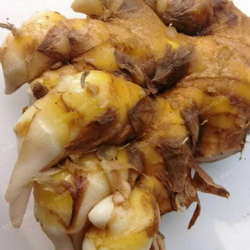 Promo Bangle alias panglai segar 1kg - Jakarta Selatan - herbs&plants ...