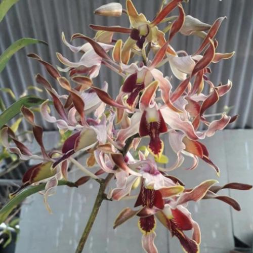 Promo Tanaman hias anggrek dendrobium bunga gadis jelita lasiant dewasa ...