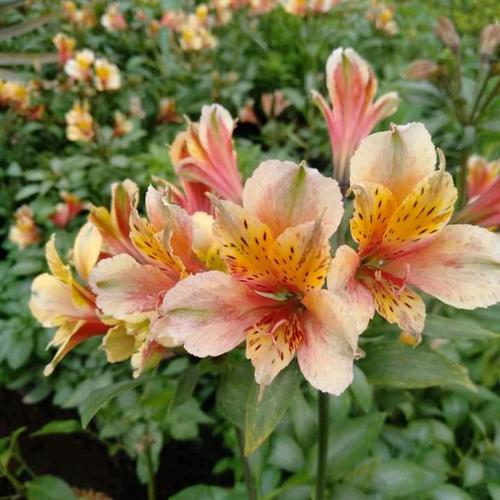 Jual bibit bunga alstroemeria - Kab. Cianjur - green najha florist ...