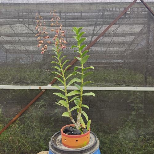 Jual anggrek Spesies Dendrobium lasianthera tinggi - Kota Batu - Ezr ...