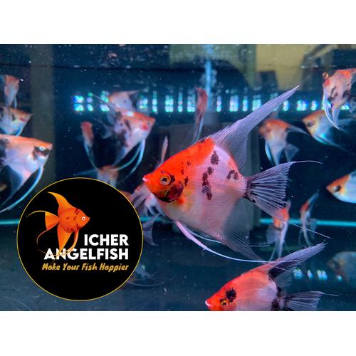 Jual Ikan hias air tawar Manfish Red devil size 4-5 cm (bodyonly ...