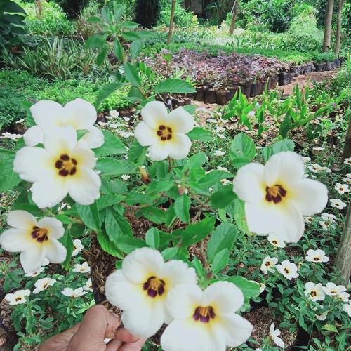 Jual tanaman hias bunga turnera subulata - bunga jam 8 - Kab. Bogor ...