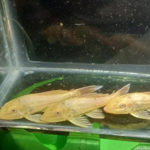 Jual Ikan Pleco Albino, Sapu Sapu pembersih algae kolam dan aquarium ...