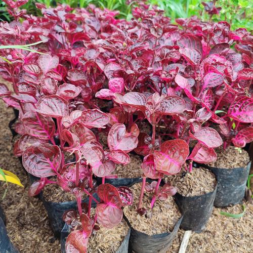 Jual tanaman hias bayam merah - pohon bayam merah - Kab. Bogor ...