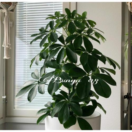 Jual Tanaman hias walisongo hijau / tanaman indoor / plus pot tawon ...