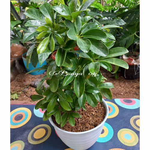 Jual Tanaman hias walisongo hijau / tanaman indoor / plus pot tawon ...