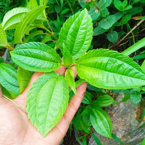 Jual tanaman sayur pohpohan tanaman lalap - Kab. Bandung Barat - izza's ...