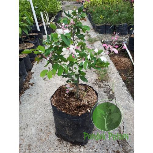 Jual Bibit Pohon Asem Kranji - Asem Londo - Asam Belanda - Kota Batu ...