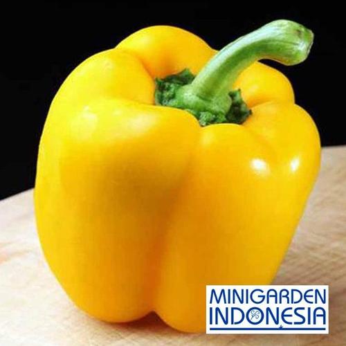 Jual 3 Benih Paprika Kuning F1 HIBRIDA bibit tanaman sayur sayuran cabe ...