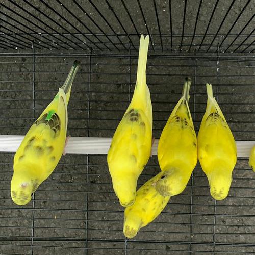 Jual Burung Hias Parkit Warna Biru Hijau Kuning Putih Pasangan Siap ...