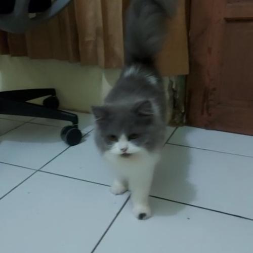 Jual kucing persian long hair betina - Kota Tangerang - kaya ungkep ...