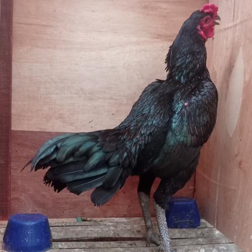 Jual Ayam Pama Bulbi Jantan - Kab. Bandung - Falcon Shamo Perfect ...