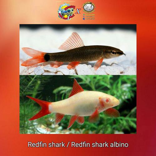 Jual Redfin shark / redfinshark albino / ikan hias pembersih aquascape ...