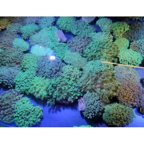 Jual Coral Batu Hiu Hijau Batu Yo Jeruk Ijo Hijau Terumbu karang Air ...
