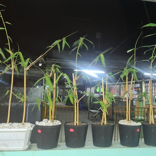 Jual BAMBU KUNING, Bambu kuning hias cantik bibit stek murmer ...