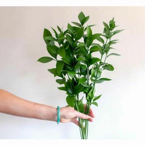 Jual Daun potong Ruskus / fresh cut Ruscus hypophyllum L. 5 batang ...