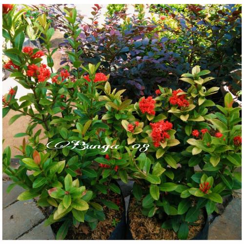 Jual Tanaman hias Asoka india rimbun / Bunga soka merah rimbun ...