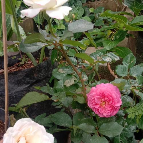 Jual Aneka tanaman bunga mawar - bibit bunga mawar - Kota Bekasi ...