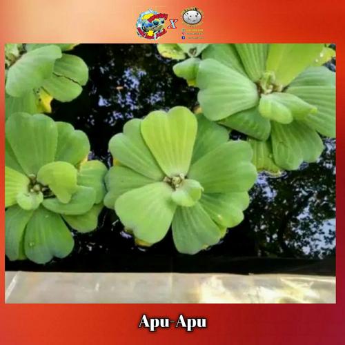 Jual Tanaman Apu apu / tanaman apung - Jakarta Selatan - waroeng mencit ...