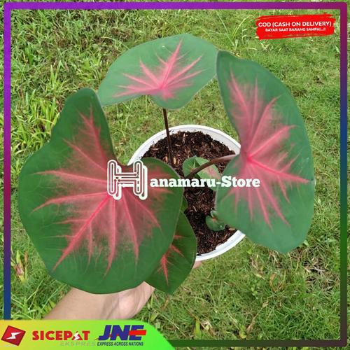 Jual CALADIUM SPIDER-KELADI SPIDER-TANAMAN HIAS CALADIUM - TANAMAN ...