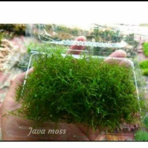 Jual tanaman hias java mos hiasan aquascape tanaman akuarium media mika ...