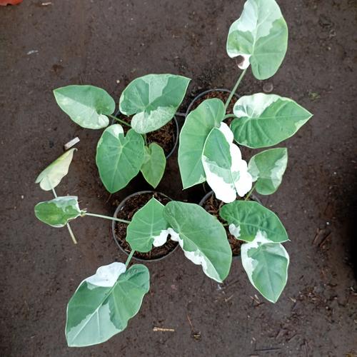 Jual alocasia gigantea variegata - Kab. Purbalingga - Ini Baru Tanaman ...