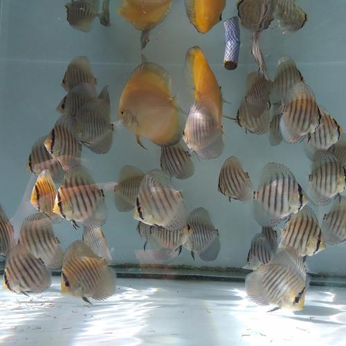 Jual Discus leopard | leopard snake skin - Kota Tangerang Selatan ...
