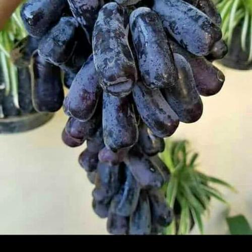 Jual Anggur Jari Anggur Moondrop Shappire 500 gram - Kota Malang ...