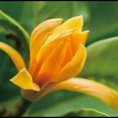 Promo Bibit Tanaman Bunga Cempaka Kuning / Pohon Bunga Kantil - Kota ...