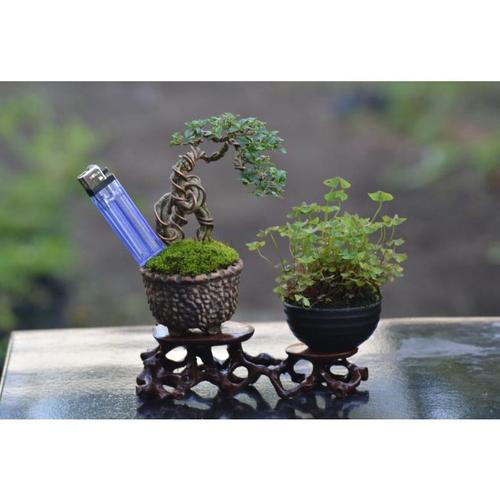 Jual Bonsai Sakura Micro. Foto Asli. Berbunga Dan Berbuah Original - A ...