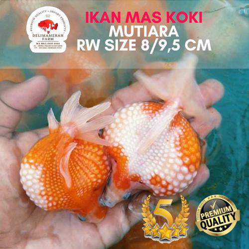 Jual IKAN KOKI MUTIARA JUMBO SIZE 9/10 CM BERGARANSI - Kota Tangerang ...
