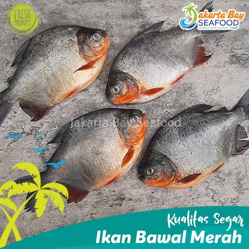 Jual Ikan Bawal Merah Segar 1kg 3-4 Ekor/Bawal Tawar Fresh/Ikan Segar ...