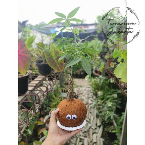 Jual Vivaterra Series | Pachira Money Tree | Pohon Rejeki | Kado ...