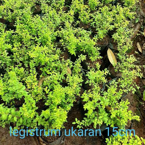 Jual tanaman hias legistrum ukuran ukuran 15 cm - Kota Depok - Tanaman ...