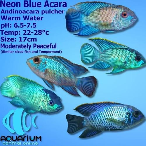 Jual Ikan Hias Geophagus Blue Acara American Cichlid Original - Kab ...