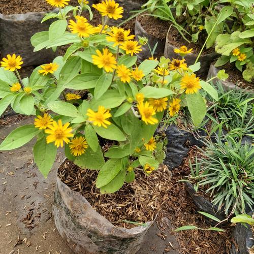 Jual tanaman hias bunga matahari mini - Jakarta Barat - dayplant ...