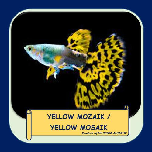 Jual IKAN HIAS AIR TAWAR - GUPPY YELLOW MOSAIC / YELLOW MOZAIK - Female - Jakarta Pusat ...