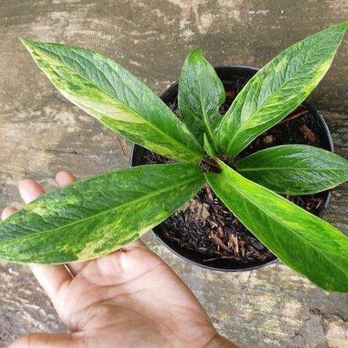 Jual TANAMAN HIAS ANTHURIUM JENMANI BIJI TANDUK VARIEGATA - Kab. Bogor ...