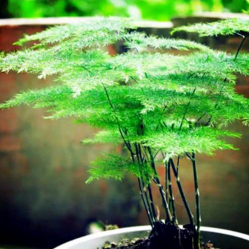 Jual tanaman bambu mini - Kab. Bogor - MALA TAMAN | Tokopedia