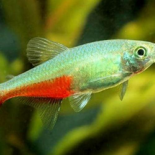 Jual ikan red belly tetra - ikan hias aquarium aquascape - Kota Depok ...