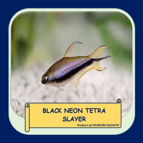 Jual IKAN HIAS AIR TAWAR - BLACK NEON TETRA SLAYER - XL (±4cm ...