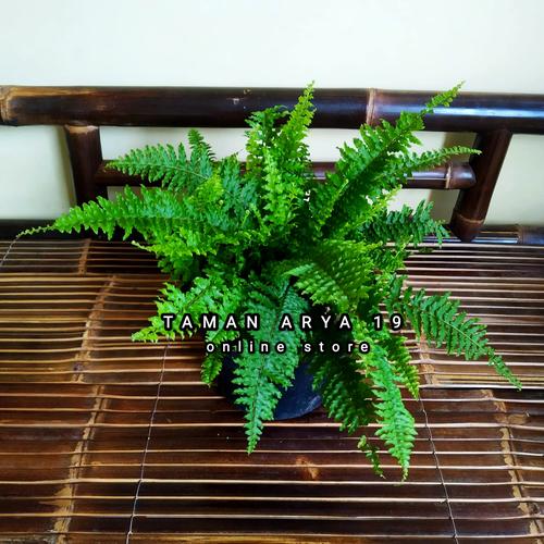 Promo tanaman hias Pakis Boston (dijamin rimbun) - Kota Tangerang ...