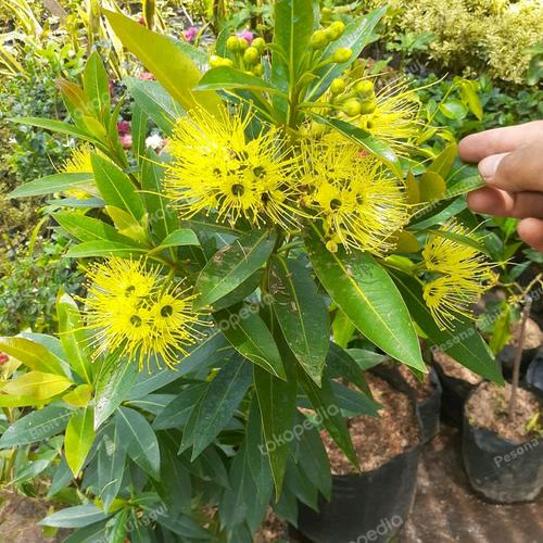 Jual Tanaman hias Bunga Santos Lemon Kuning Berbunga - Kota Bekasi ...