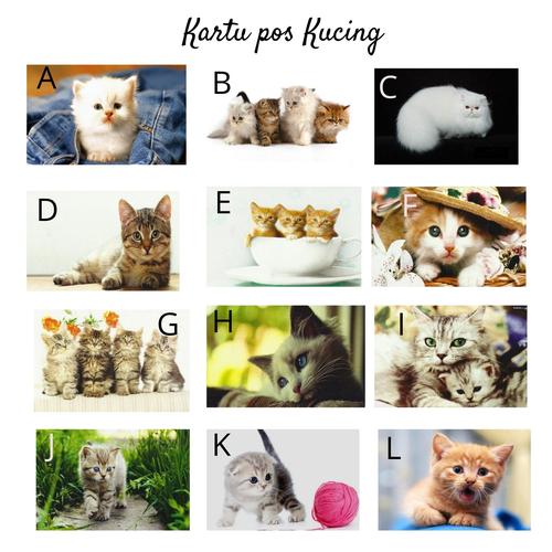 Jual MC- Kartu pos Kartupos Kucing / Cat Postcard - H - Jakarta Timur ...