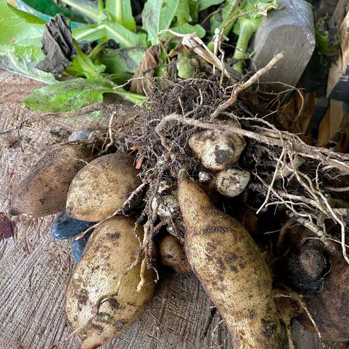 Jual Bibit tanaman umbi manis yacon yacón yakon (Smallanthus ...